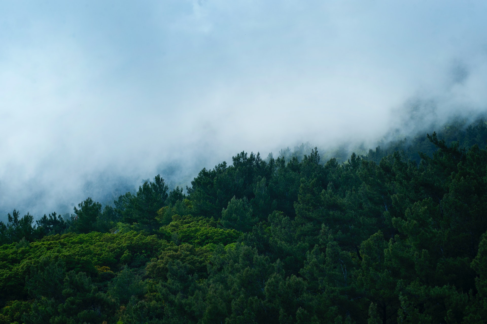 Tornator scenarios – what will happen to forests? - Capful